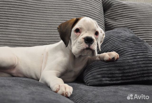 Щенок белого боксера