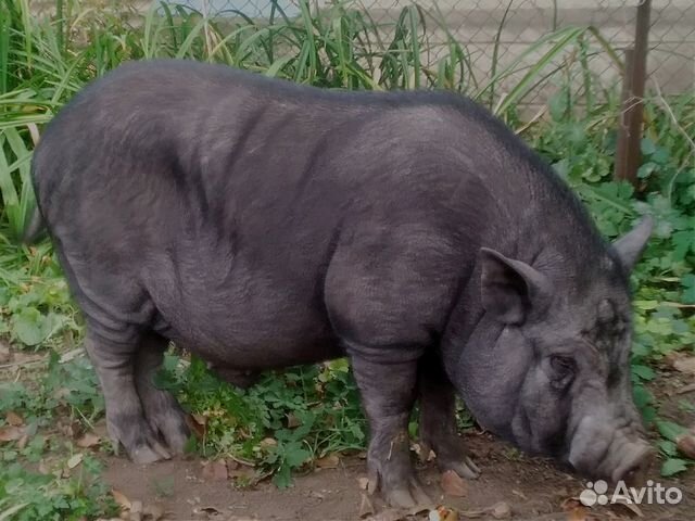 Вьетнамский хряк, свиноматка