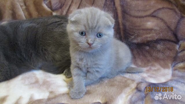 Котята шотландские