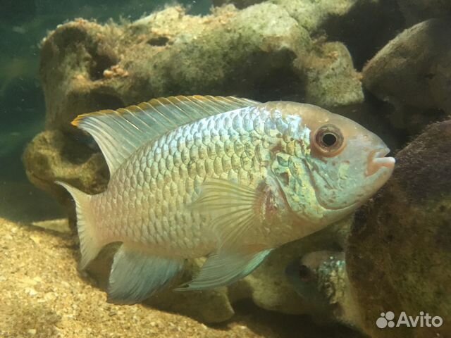 Цихлиды наннакара блю неон