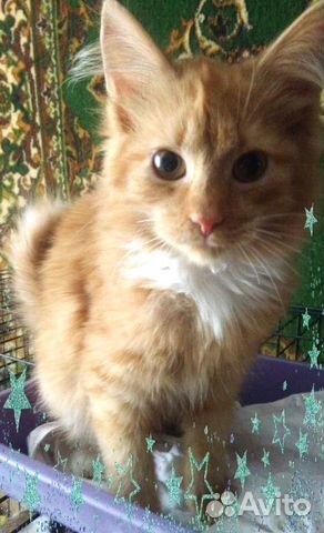 Котенок Красавчик