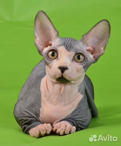 Девочки уникальной породы бамбино