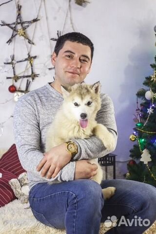 Щенки Хаски