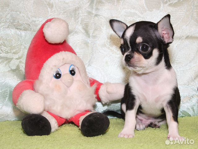 Чихуа мини мальчик