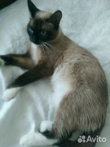 Ищем кота для вязки похожего окраса