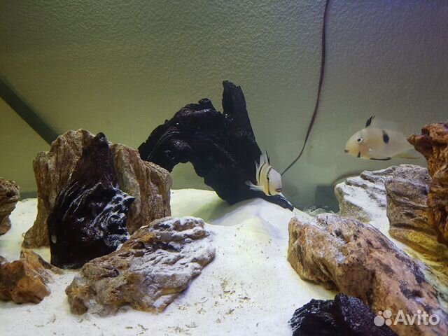 Гвианакара Овроерфи Гранд Лауссат