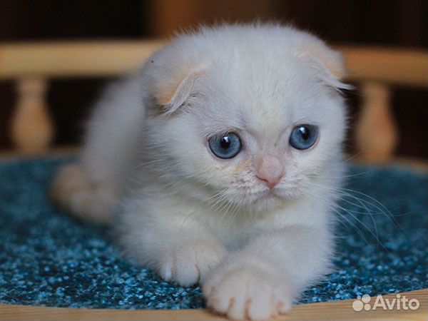 Кошечка ред-пойнт скоттиш-фолд