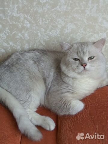 Вязка с британцем