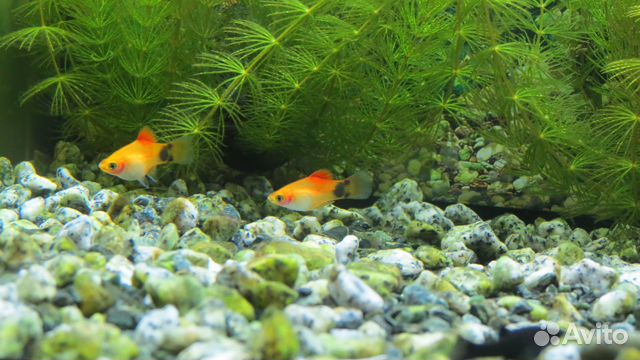 Отдаю бесплатно 5 мальков пецилии
