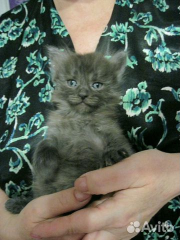 Котята ищут добрых хозяев