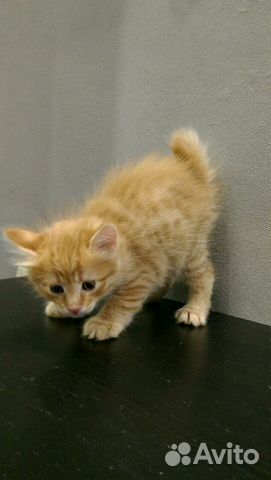 Курильский бобтейл