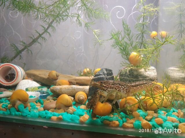 Мраморный рак