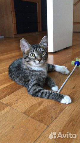 Котёнок в добрые руки