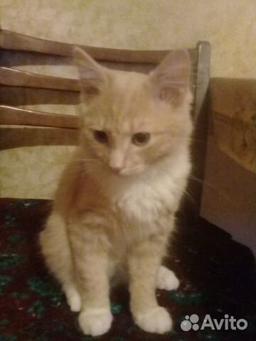 Кошечка 3мес