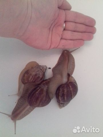 Отдам 3 улитки ахатины