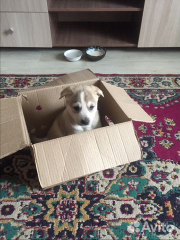 Лайка-Хаски