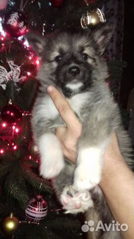 Щенки полухаски