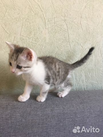 Помесь британки и дворняги, котёнок