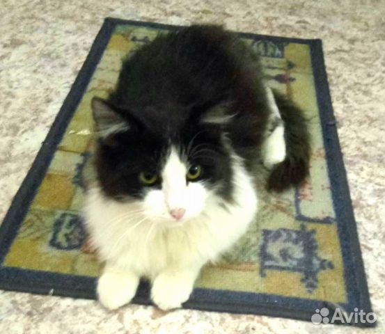 Шикарный Котик Тишка 6 месяцев