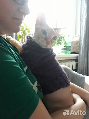 Кошка породы петерболд, 2 года, в добрые руки