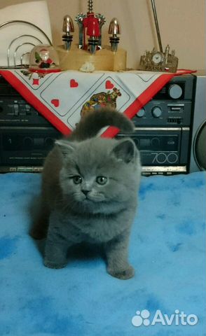Британские котята