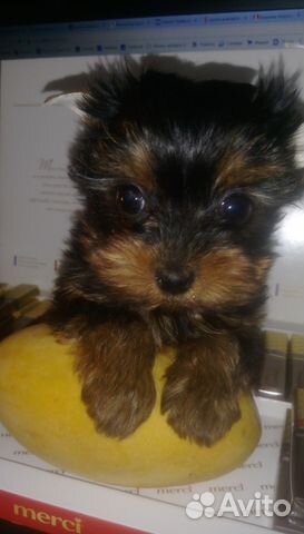 Девочка Йорка 2 месяца