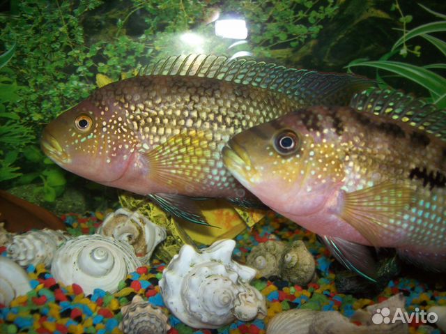 Восьмиполосая цихлазома (Пчелка)