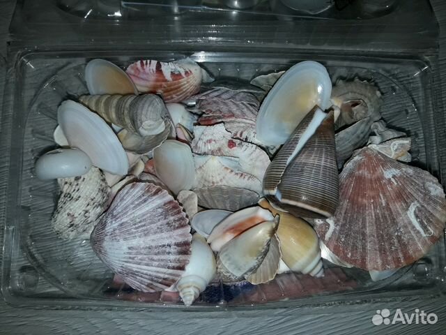 Ракушки морские 500гр (топиарий, аквариум)