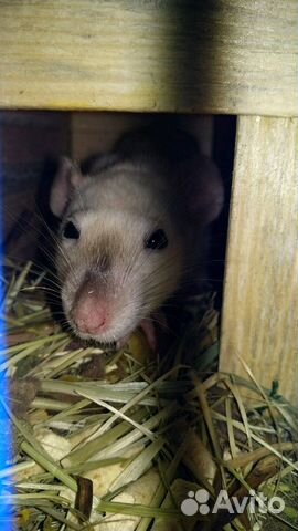 Крысята Сиам дамбо