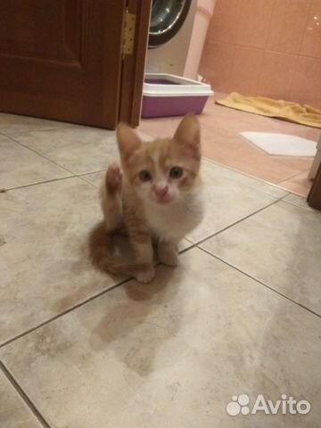Отдам сибирского котенка