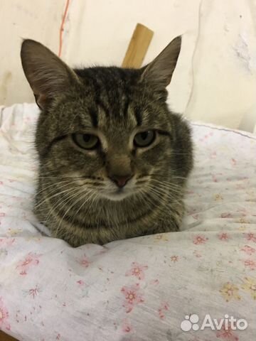 Котик в дар