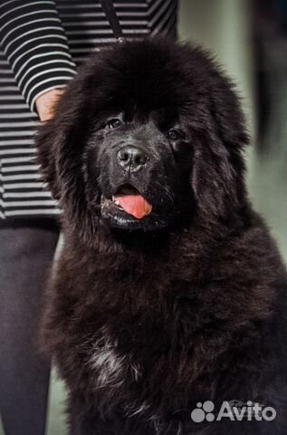 Ньюф мальчик 5мес