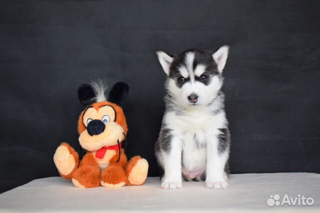 Пушистики хаски