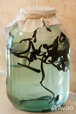 Медицинские Пиявки