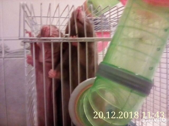 Две крысы вместе с клеткой