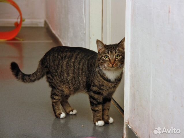 Весточка маленькая тихая кошечка