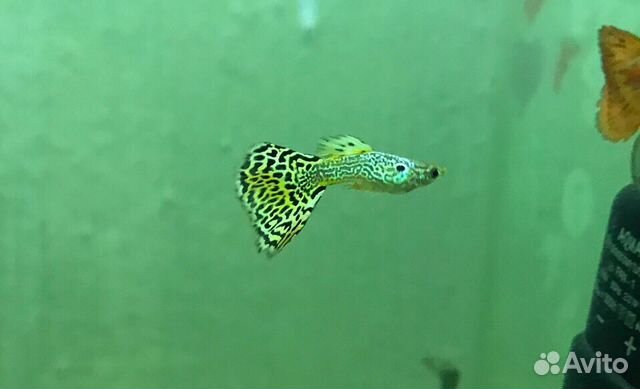 Рыбка гуппи