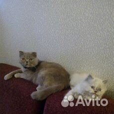 Нужен котик-страйтовый