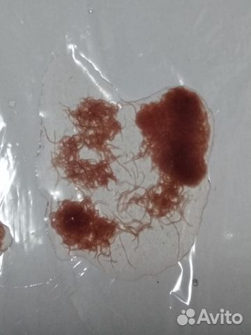 Живой корм Аулофорус