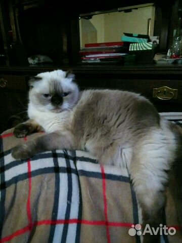 Стерилизованная шотландская кошечка