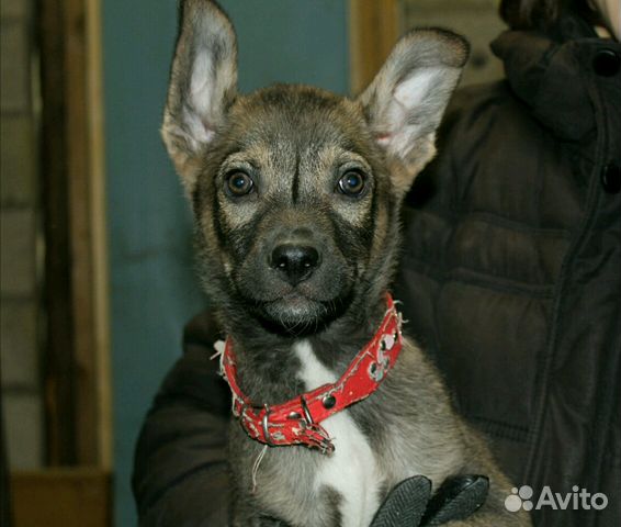 Веселый парниша