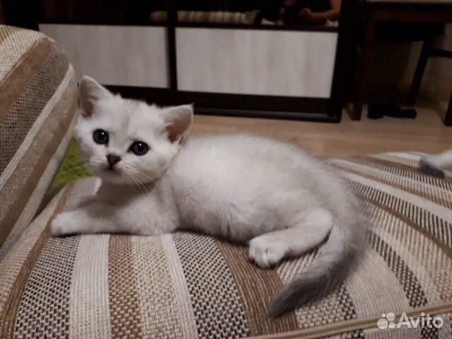 Британцы серебряная шиншилла