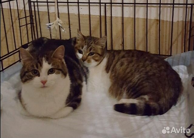 Котята Майя и Марта ищут Дом