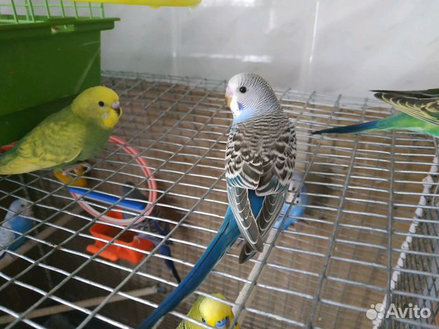 Молодые волнистики