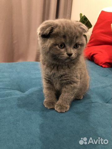 Шотландский вислоухий котенок Клаус