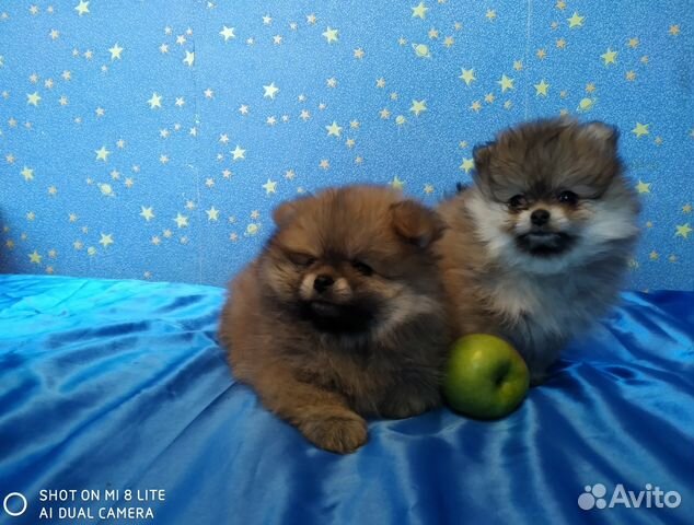 Продаю клубных щенков шпица