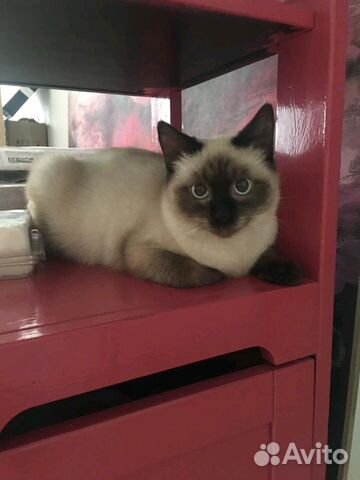 Тайский котенок в дар