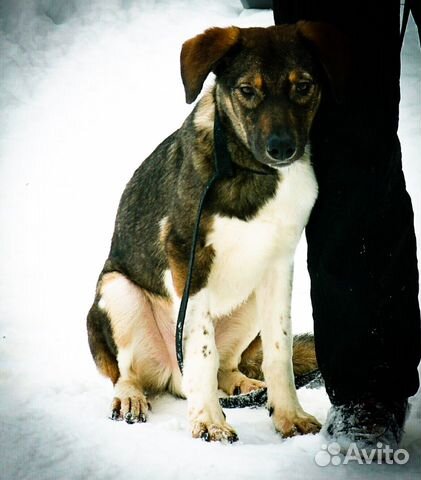 Тайсон ищет дом