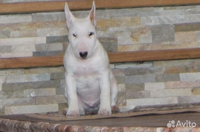 Мини бультерьер мальчик PLL-чистый