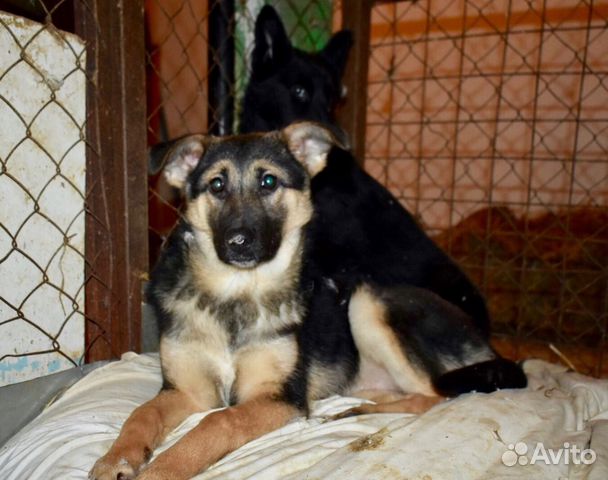 Линда фенотип Восточноевропейской овчарки